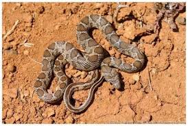 When the Swamp Burned, the Silence Spoke: How Invasive Pythons Have ...