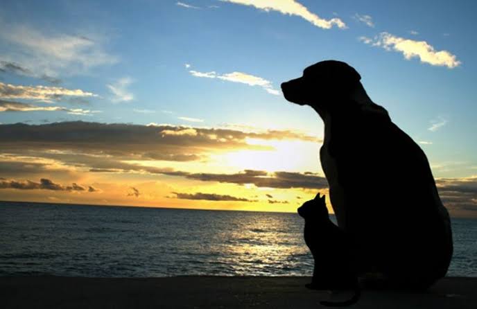 Understanding Pet Loss Grief: A Comprehensive Psychiatric Perspective ...