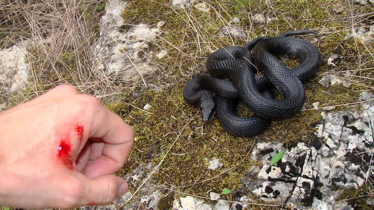 UNDERSTANDING THE IMPACT OF SNAKE POISON ON THE HUMAN BODY | Austin Tommy