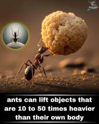 The Hidden Genius of Ants: How They Outsmart Us with Their Surprising ...