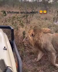 The Lion’s Gift: How a Photographer’s Patience and Perseverance Led to ...