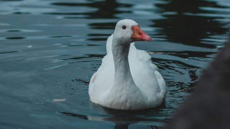 Duck Syndrome: Understanding the Hidden Struggles of Top Performers ...