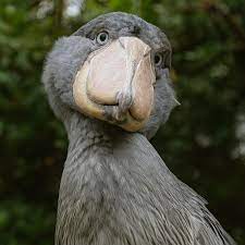 The Shoebill Stork: The Master of Swamp Drama and Secrets Unfolded ...