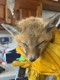 “Vulcan’s Journey: The Heartbreaking Battle of a Red Fox Against ...