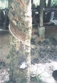 英和画像辞典：(tropical tree with kidney shaped nut)の関連画像一覧！ – おもしろい英文法