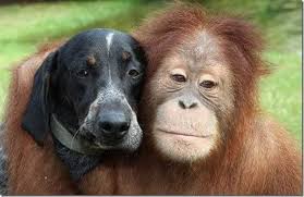 From Grief to Joy: The Unbreakable Bond Between an Orphaned Orangutan ...