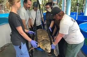 The Heartwarming Rescue of a Loggerhead Sea Turtle: A Battle for ...