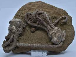 Journey to the Past: Exploration of 280-Million-Year-Old Crinoid ...