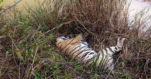 Viewers witnessed the horrifying scene as two tigers fought over the ...