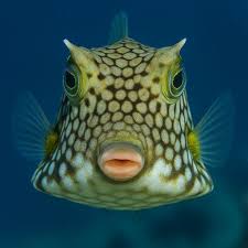 The Horned Cowfish: A Deep Dive Into a Fascinating Creature – New and Tips