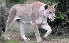 The Inspiring Story of Josie: The Blind Lioness Who Defied the Odds in ...
