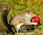 Will Squirrels Eat Apples? Uncover the Juicy Truth About These Furry ...