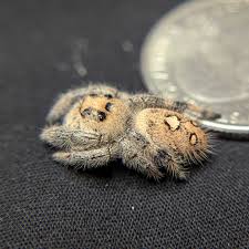 Meet the Regal Jumping Spider: The Cutest Spider You’ll Ever See! – New ...