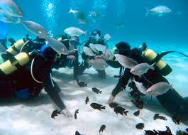 Resultado de imagen para BUCEO