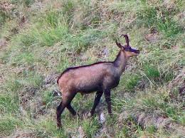 Divokoza u Srbiji! – Flora i Fauna Srbije