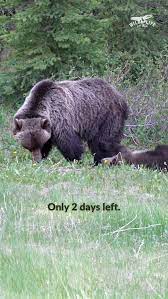 The Grieving Bear’s Relentless Revenge: A Mother’s Heartbreaking ...