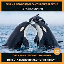 The Power of Orca Teamwork: A Heartwarming Story of Family, Unity, and ...