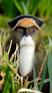 The Brazza’s Monkey: A Fascinating Primate with an Ingenious Survival ...