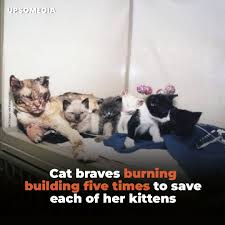 Scarlett: The Heroic Mother Cat Who Braved the Flames to Save Her ...