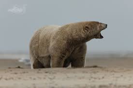 Title: Fat Albert: The Giant Polar Bear of Alaska – New and Tips