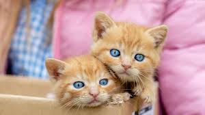 Why Are Most Ginger Cats Male? The Surprising Science Behind It! – New ...