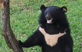 The Moon Bear: The Crescent-Chested Wonder of the Forest – New and Tips