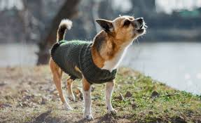 Dog Training for Reactive Dogs and How City Noise Is Changing Behaviour ...