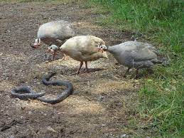 The Unlikely Guardians: Guinea Fowl and Their Protective Instincts ...