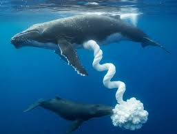 Whale Milk The Silent Lifeline Of The Ocean S Giants New And Tips