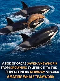 The Power of Orca Teamwork: A Heartwarming Story of Family, Unity, and ...