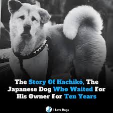 Unwavering Loyalty: The Heartfelt Story of Hachikō – New and Tips