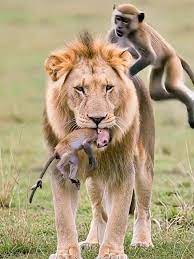 Rescued Circus Monkey Finds Comfort in Lion’s Embrace 🦁🐒 – New and Tips