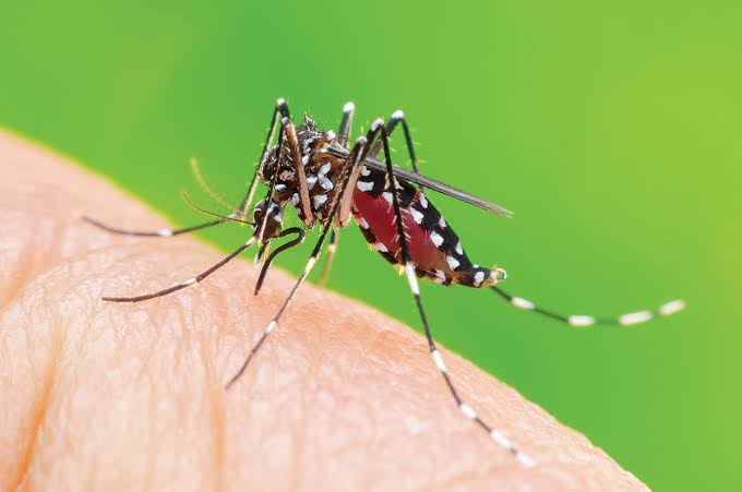Genetically Modified Mosquitoes Unleashed in the US: What’s at Stake ...