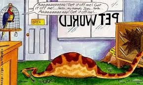 Florida biologists prove invasive Burmese pythons are swallowing deer ...