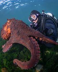 The Helping Octopus: An Unlikely Assistant from the Deep – New and Tips