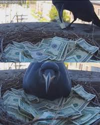 The Unexpected Bond: Gabi Mann and Her Feathered Friends – New and Tips