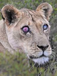 The Inspiring Story of Josie: The Blind Lioness Who Defied the Odds in ...