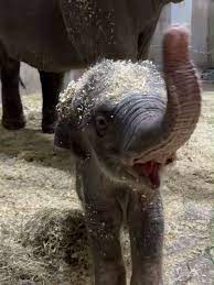 The Birth of Ivy: A Triumph of Conservation and Hope for Elephants ...