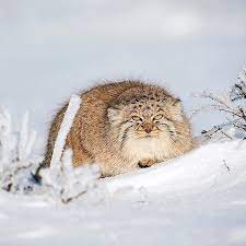 The Pallas’s Cat: A Grumpy Survivor Conquering the Himalayas – New and Tips