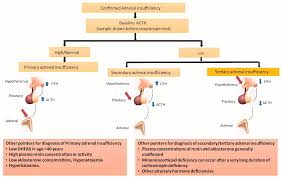 Adrenal Function Testing: Tes Fungsi Adrenal Berbasis Biosensor - Tech It