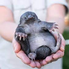 The Echidna Baby: The Most Adorable Spiny Creature from Australia! 😍 ...
