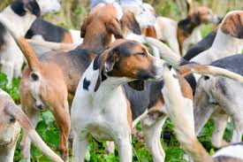 VERSES AI Inc (VRSSF) Stock Price & News - Google Finance