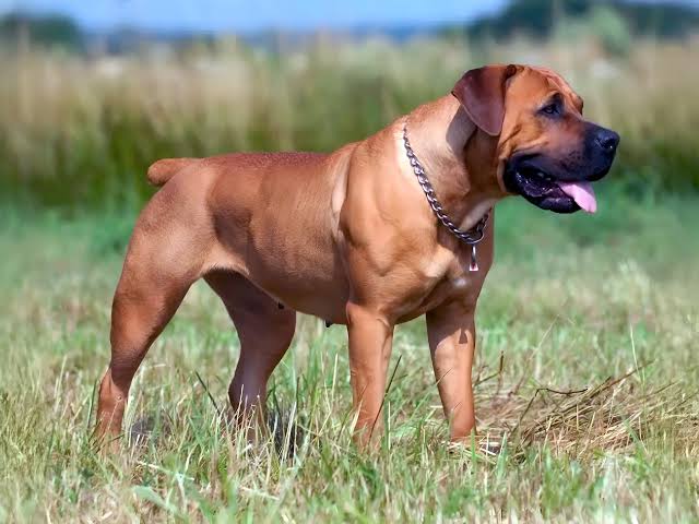 Boerboel: African Guard Dog – The Ultimate Guide