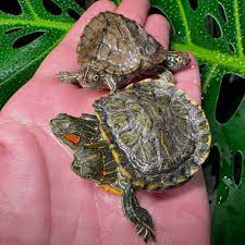 The Two-Headed Turtle – A Real-Life Rarity! 🐢😲 – New and Tips