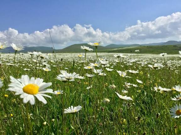 Unmown lawn looks gorgeous | Talk Tennis