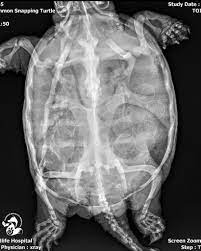 The Touching Story of Kauila: The Painted Turtle and Her Extraordinary ...