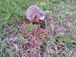 The Hedgehog’s Winter Slumber: How to Protect These Endangered ...