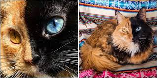 The Chimeric Cat: A Two-Faced Wonder of the Feline World – New and Tips