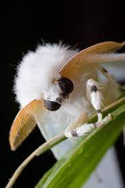 “Unveiling the Venezuelan Poodle Moth: The Fluffiest, Most Bizarre ...