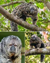 The Discovery of Mittermeier’s Saki: A Hidden Wonder of the Amazon 🐒 ...